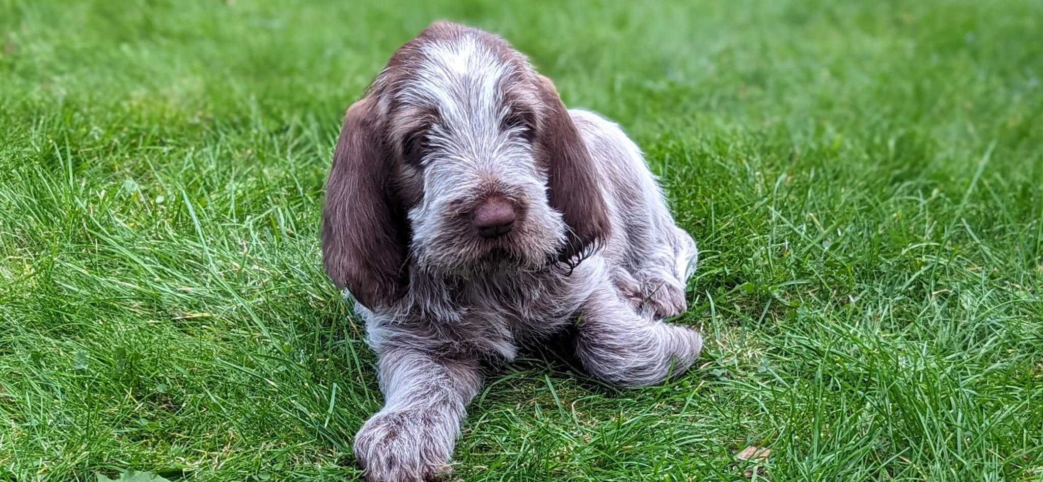 Neutering in dogs | Millcroft Vets